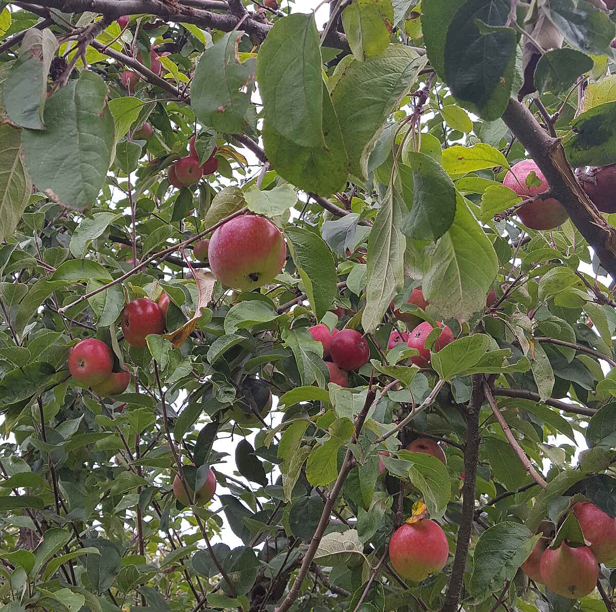 Bacteria from the field to the gut – a comparison of biodynamic and ...