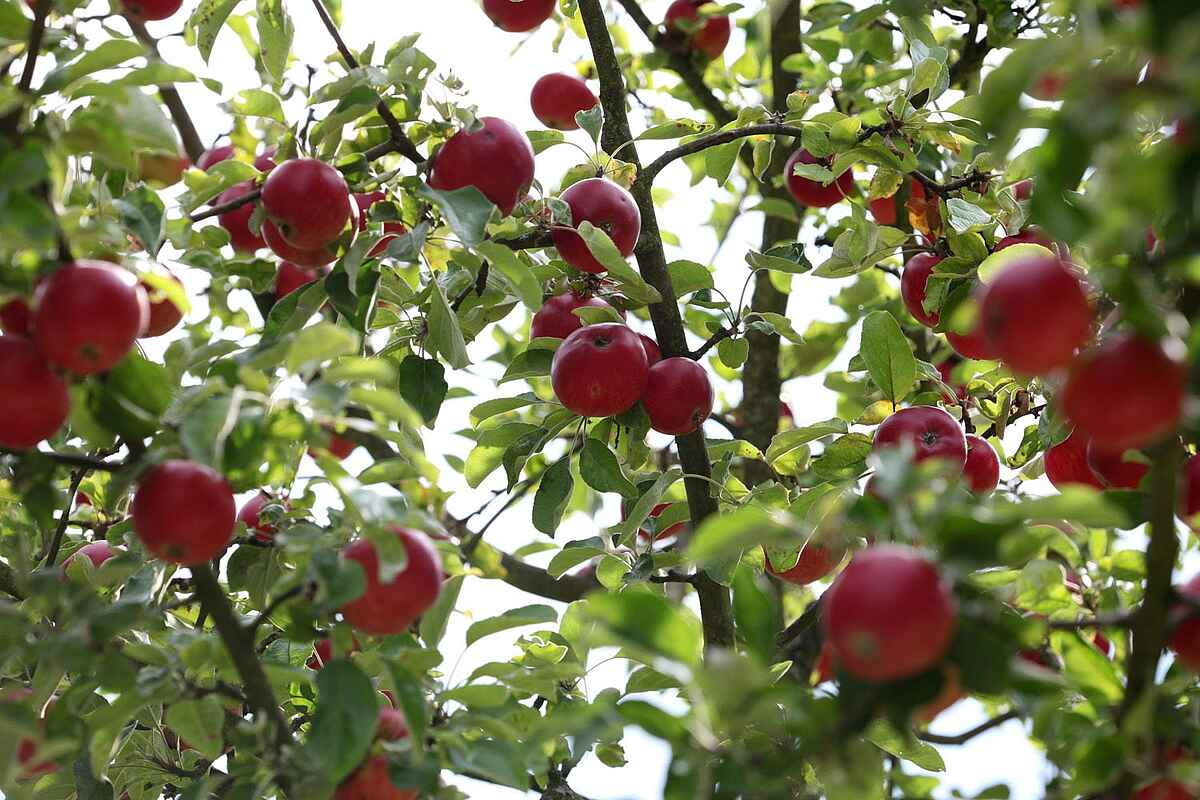 Working meeting on biodynamic fruit production - Winter meeting 2026